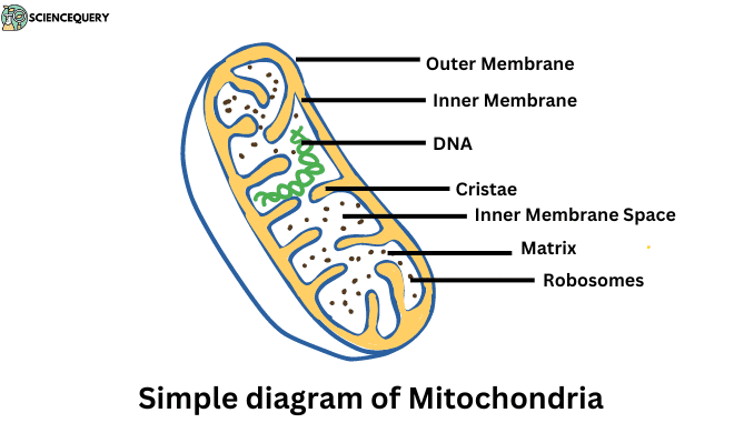 Plant cell: Structure, properties and functions - ScienceQuery