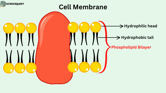 Plant cell: Structure, properties and functions - ScienceQuery