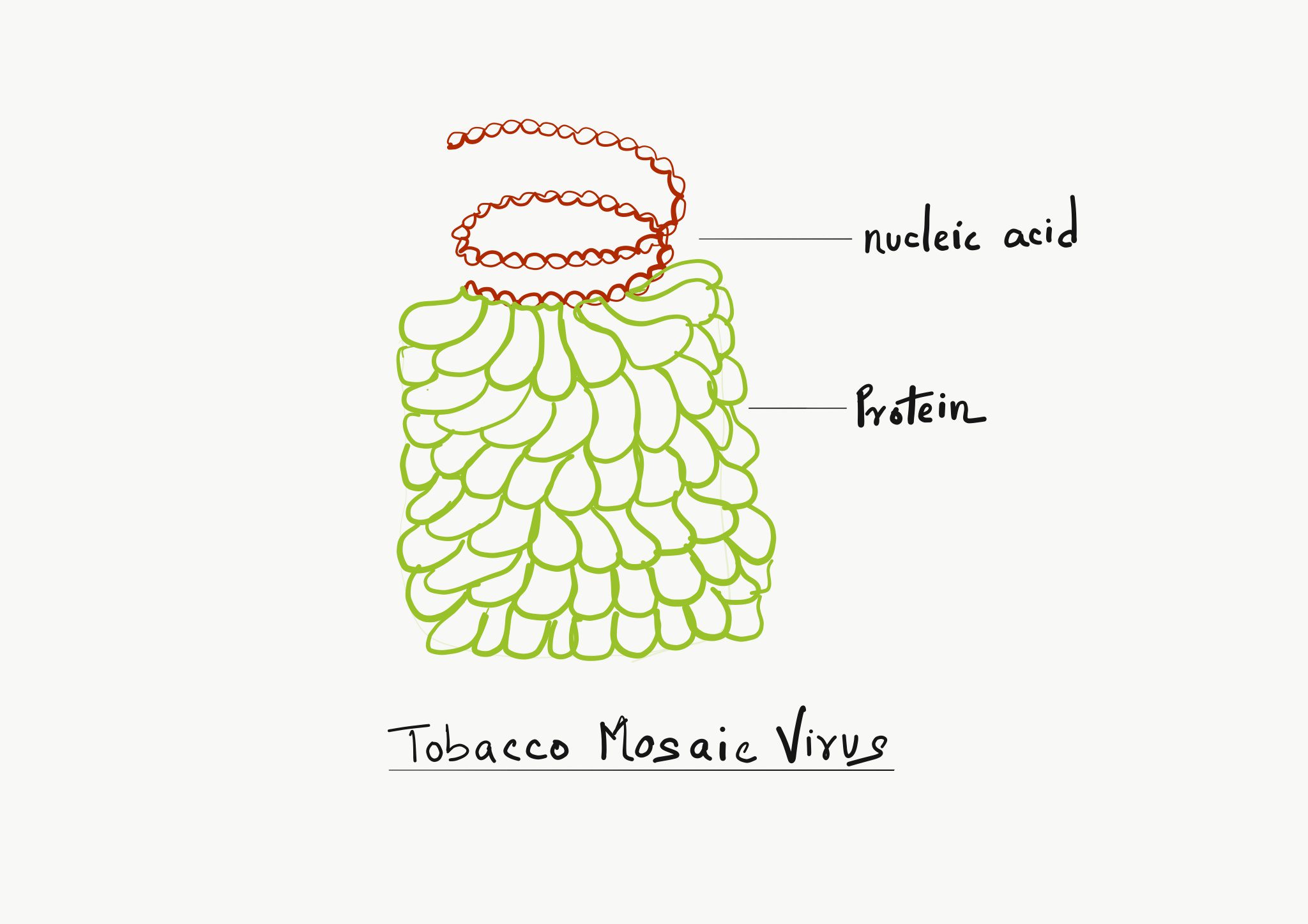 Virus definition in biology: Types and structure - sciencequery.com