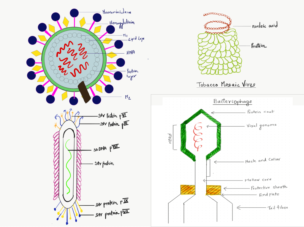 Types of viruses: structure, classification and reproduction - Science ...