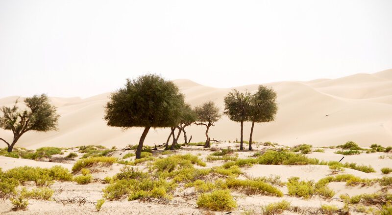 Desert ecosystem: Types and components - sciencequery.com