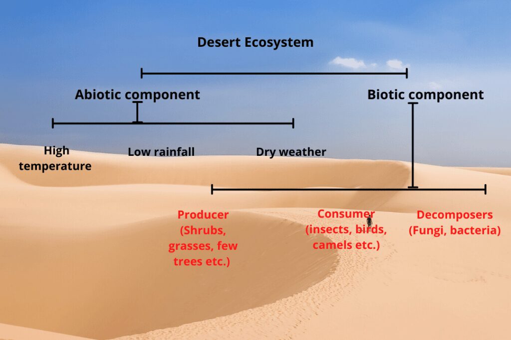 Desert ecosystem: Types and components - sciencequery.com