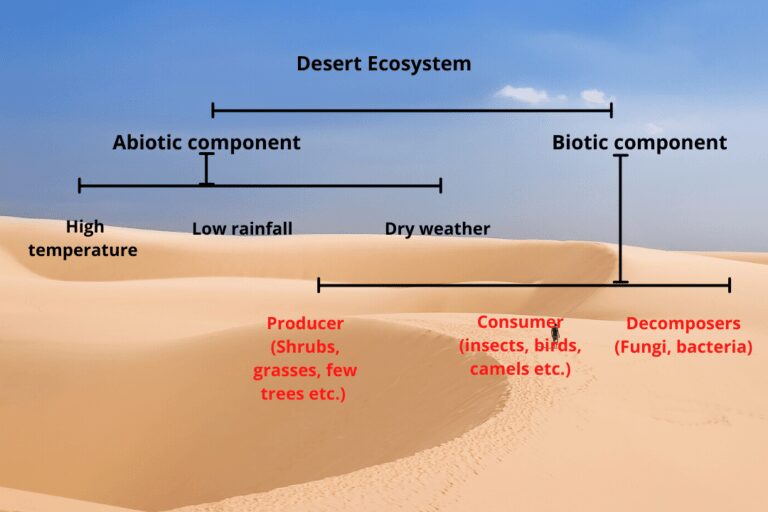 Desert ecosystem: Types and components - sciencequery.com