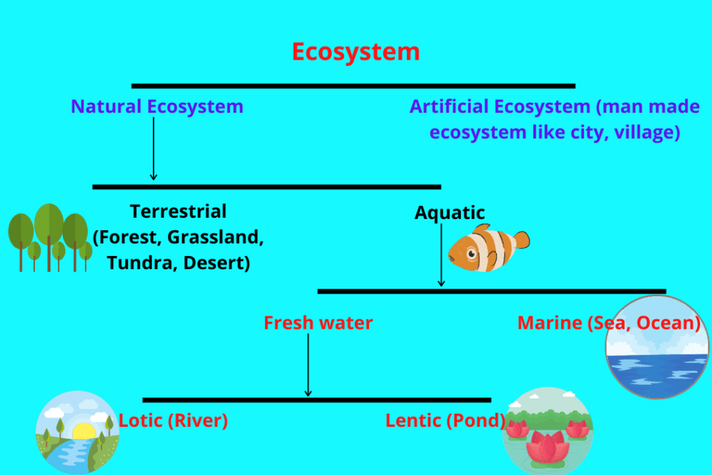 Ecosystem definition in biology, examples and types - ScienceQuery