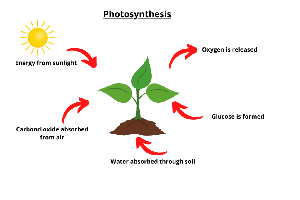 What is the definition of photosynthesis? - ScienceQuery
