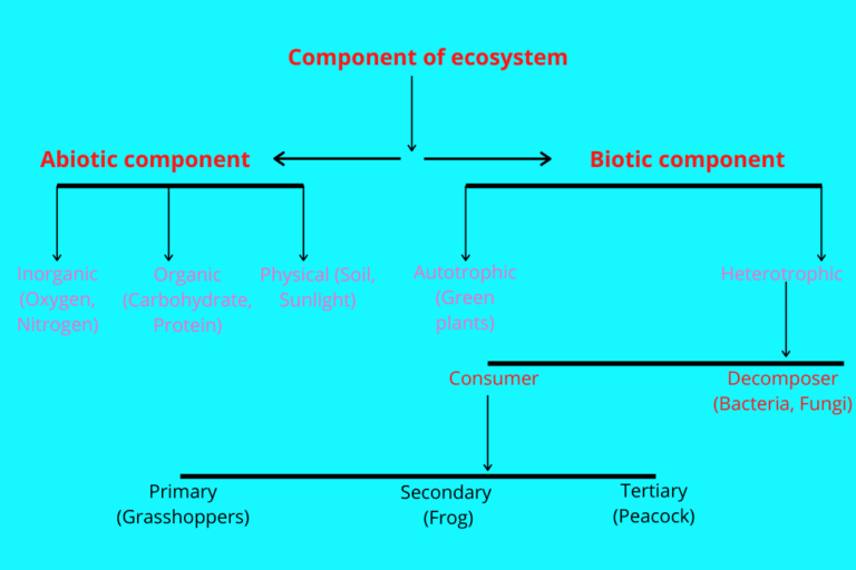 Ecosystem definition in biology, examples and types - ScienceQuery