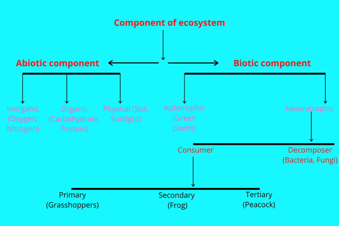 Ecosystem definition in biology, examples and types - ScienceQuery