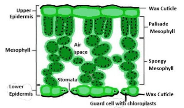 What is the definition of photosynthesis? - Science Query