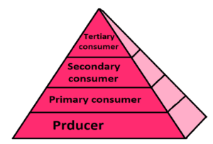 Ecological pyramid: Definition and classification - sciencequery