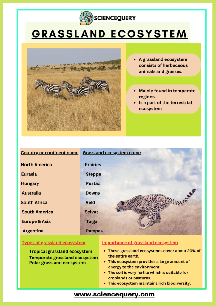 Grassland ecosystem: Types, biotic and abiotic factors - sciencequery.com