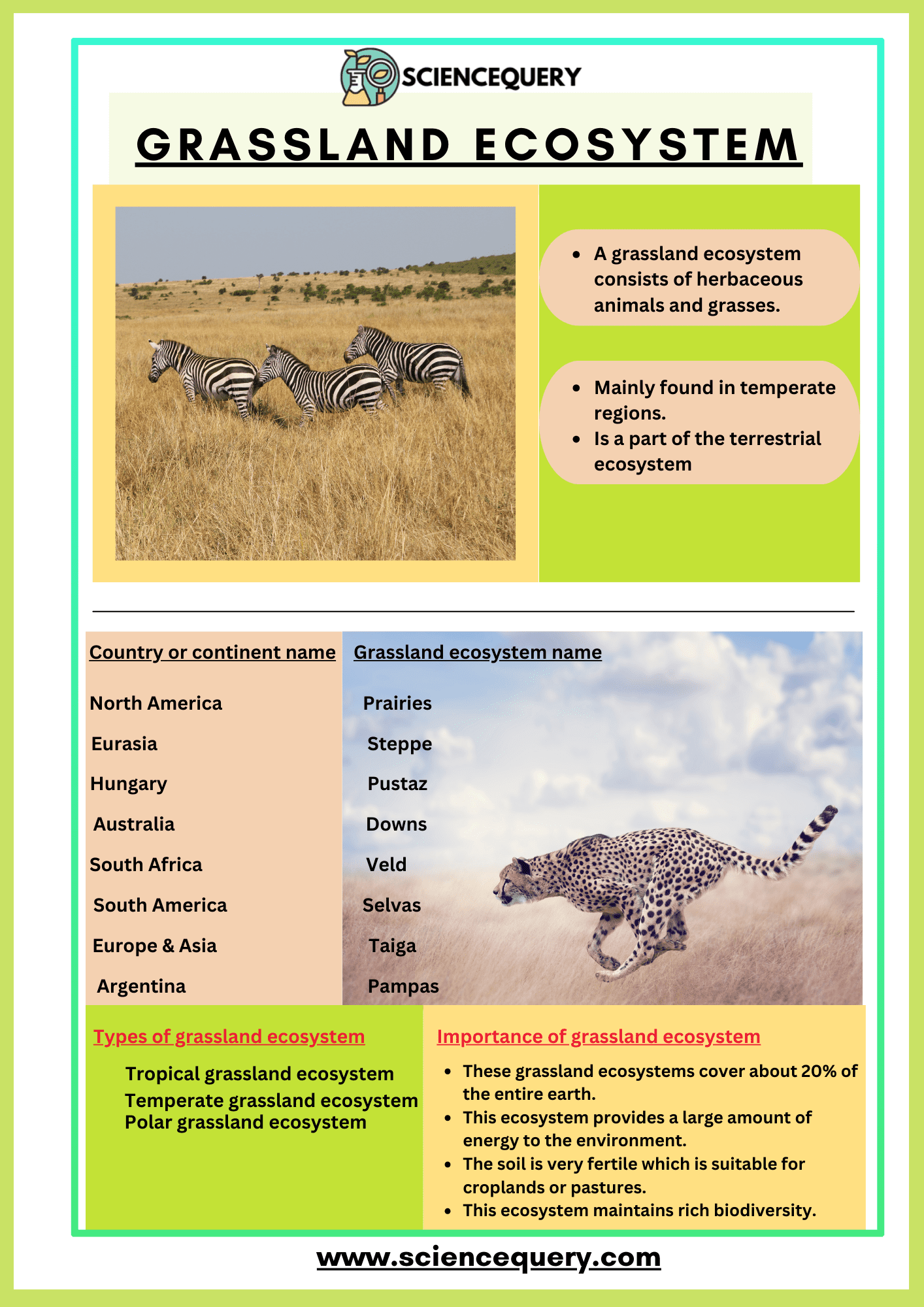 Grassland ecosystem: Types, biotic and abiotic factors - sciencequery.com