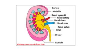 Kidney structure and function a detailed study - sciencequery.com