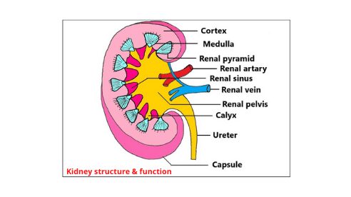 Kidney structure and function a detailed study - sciencequery.com