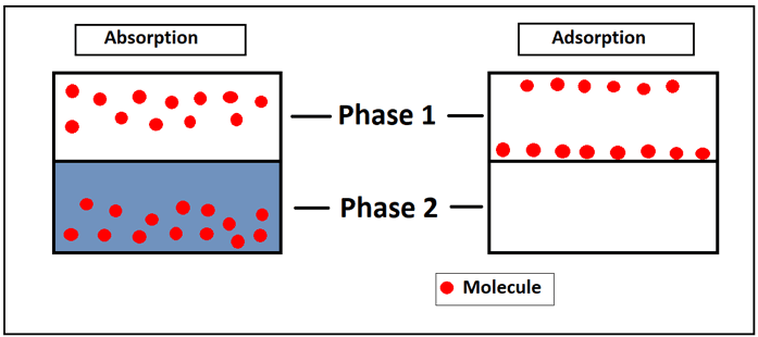 Adsorption vs absorption - sciencequery.com