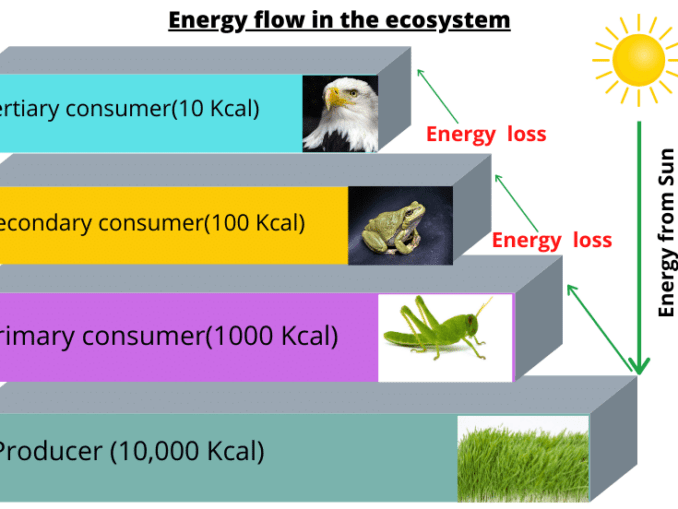 Biotic factors and abiotic factors in the ecosystem - ScienceQuery