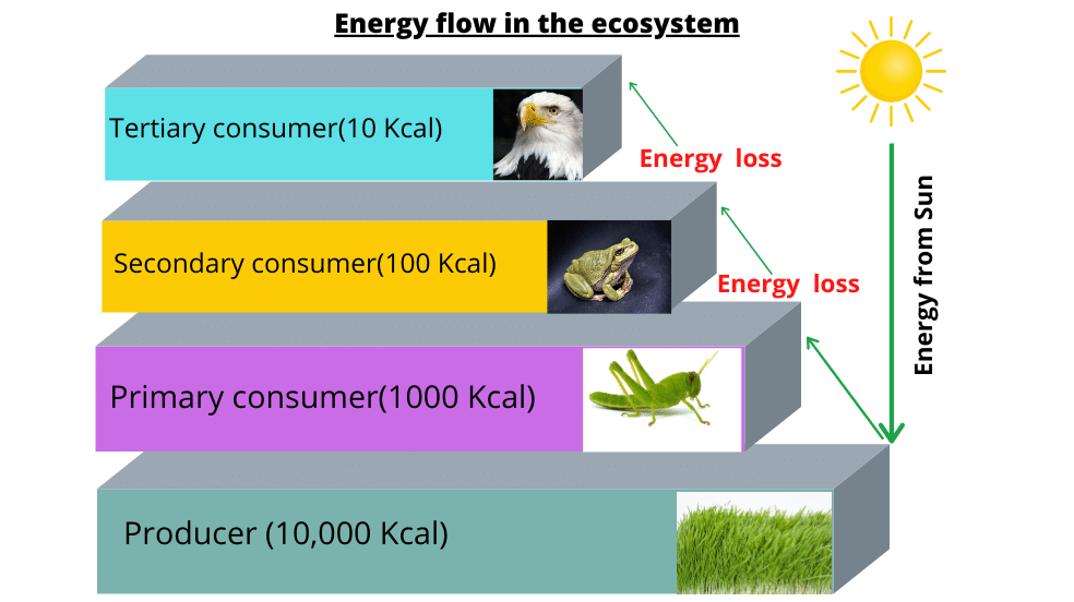 Energy flow in the ecosystem - sciencequery.com
