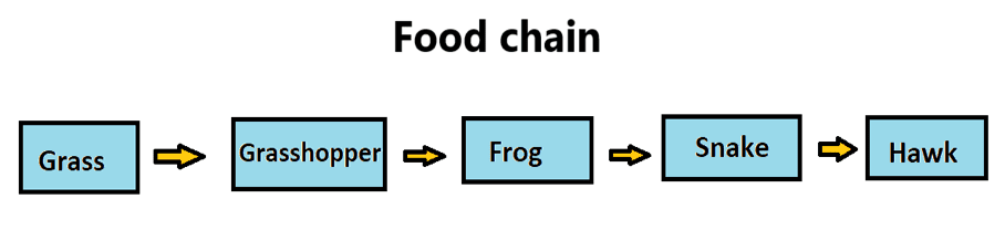 Food chain vs Food web: Definition and differences - ScienceQuery