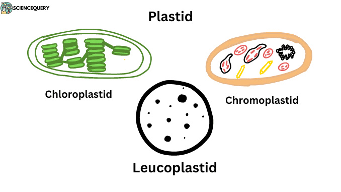 Plant cell: Structure, properties and functions - ScienceQuery