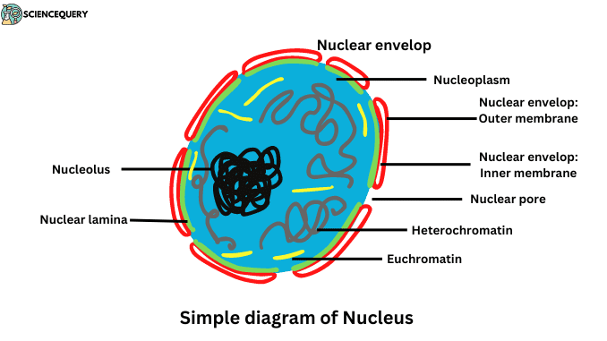 Plant cell: Structure, properties and functions - ScienceQuery