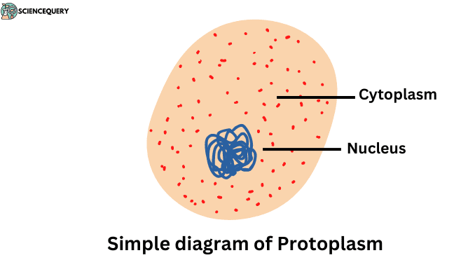 Plant cell: Structure, properties and functions - ScienceQuery