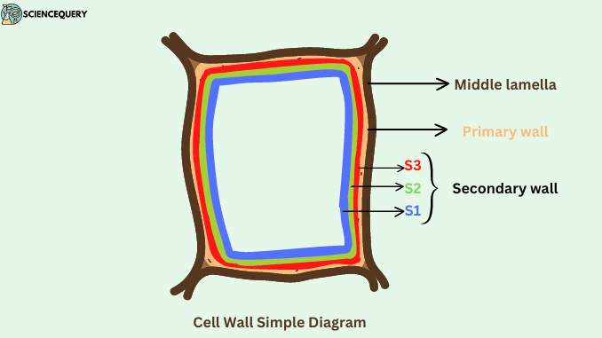 Plant cell: Structure, properties and functions - ScienceQuery