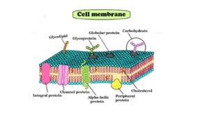 Cell membrane model: Types and definition - ScienceQuery