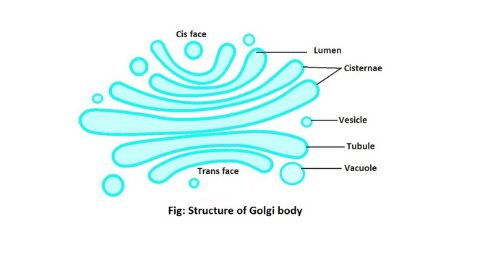 Golgi bodies or apparatus: Function and Definition - Science Query