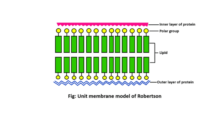 Cell membrane model: Types and definition - ScienceQuery