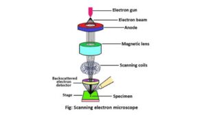 Scanning electron microscope: Structure & description - sciencequery.com