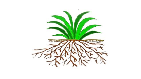 Types of roots in plants: Tap root vs Fibrous root - ScienceQuery