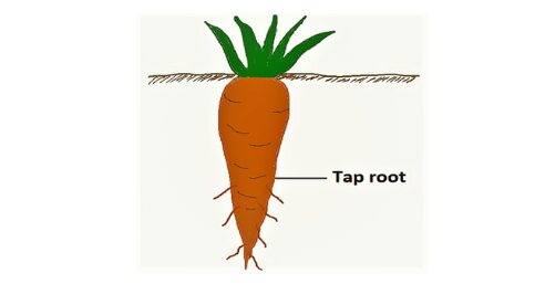Types of roots in plants: Tap root vs Fibrous root - ScienceQuery