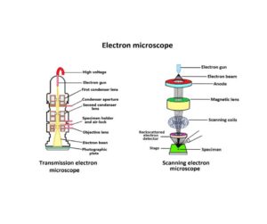 Electron microscope: Definition and types - sciencequery.com