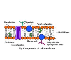 Components of cell membrane - ScienceQuery