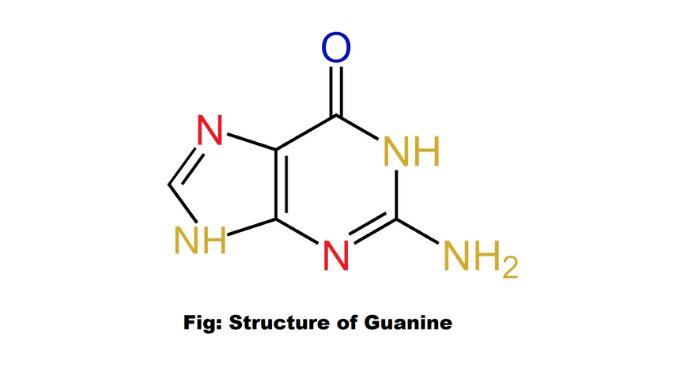 Guanine structure and function - Science Query