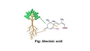 Abscisic acid properties and functions - sciencequery.com