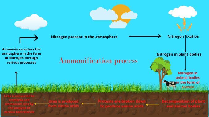 Ammonification: Definition, process, and impact - ScienceQuery