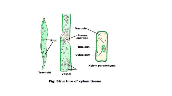 Xylem vs Phloem microscopic differences - ScienceQuery