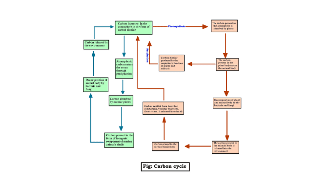 What is carbon cycle definition and properties - sciencequery.com