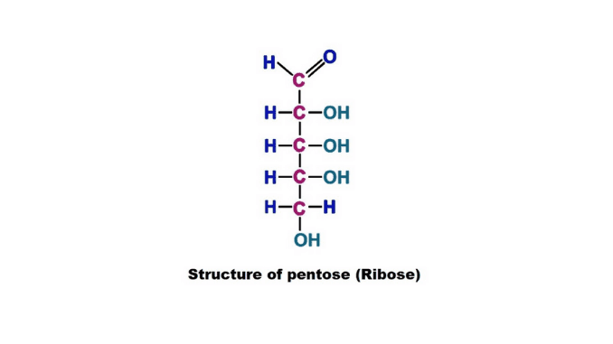 Pentose: Importance in pentose phosphate pathway - sciencequery.com