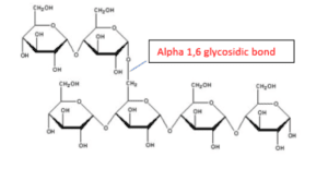 Glycosidic bond definition and structure - Science Query