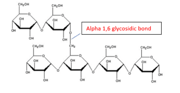 Glycosidic bond definition and structure - ScienceQuery