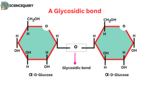 Glycosidic bond definition and structure - Science Query
