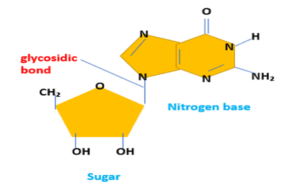 Glycosidic bond definition and structure - ScienceQuery