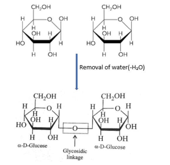Glycosidic bond definition and structure - ScienceQuery