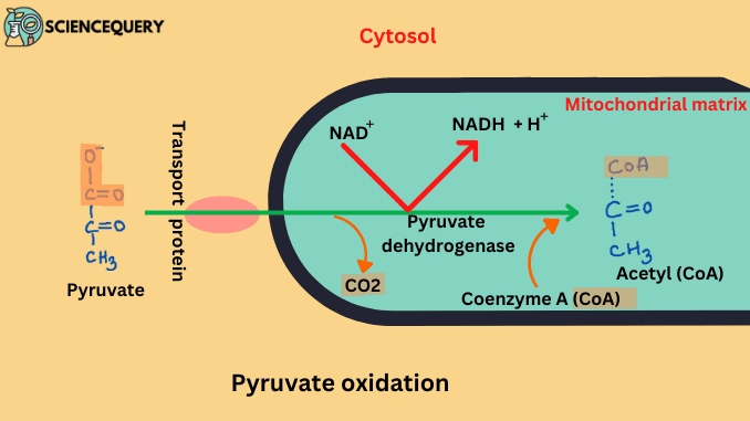 What is Pyruvate oxidation? | Science Query