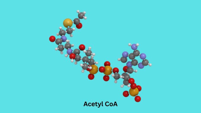Acetyl CoA - ScienceQuery