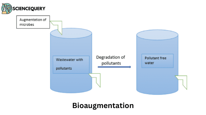 What is bioaugmentation? - Science Query