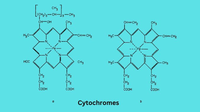 Cytochromes Science Query