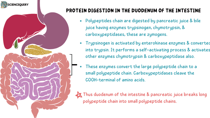 Protein Digestion: How Does it Occur and process - ScienceQuery
