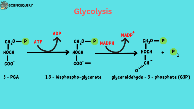 What is G3P or Glyceraldehyde-3-phosphate? - Science Query